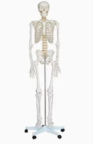 Good Quality Medical Educational Equipment Human Body Anatomy Skeleton ...